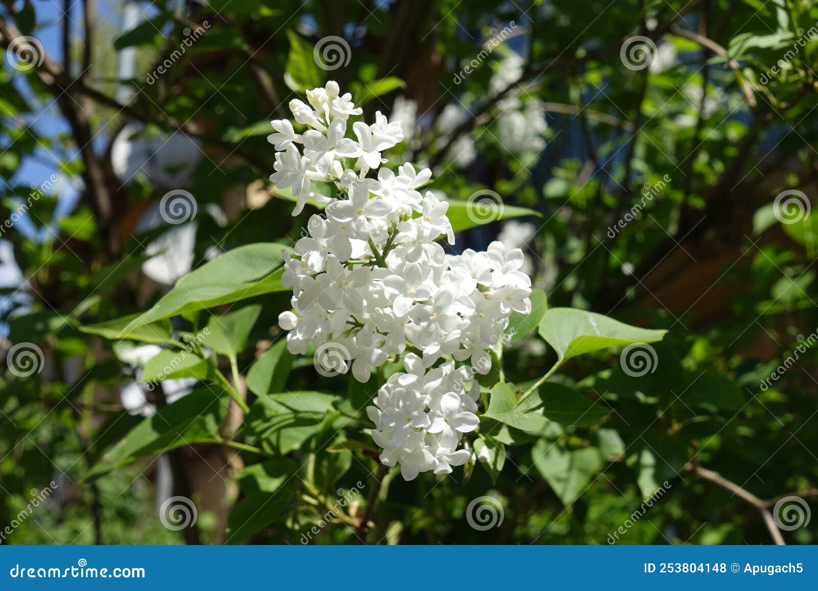 Panicle of White Flowers of Lilac in April Stock Photo - Image of ...