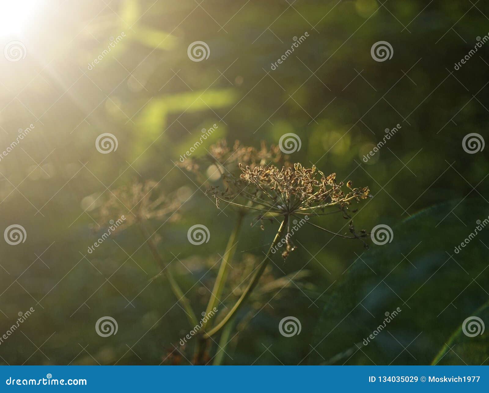 Panicle with Wild Grass Seeds in the Sun Stock Image - Image of bright ...