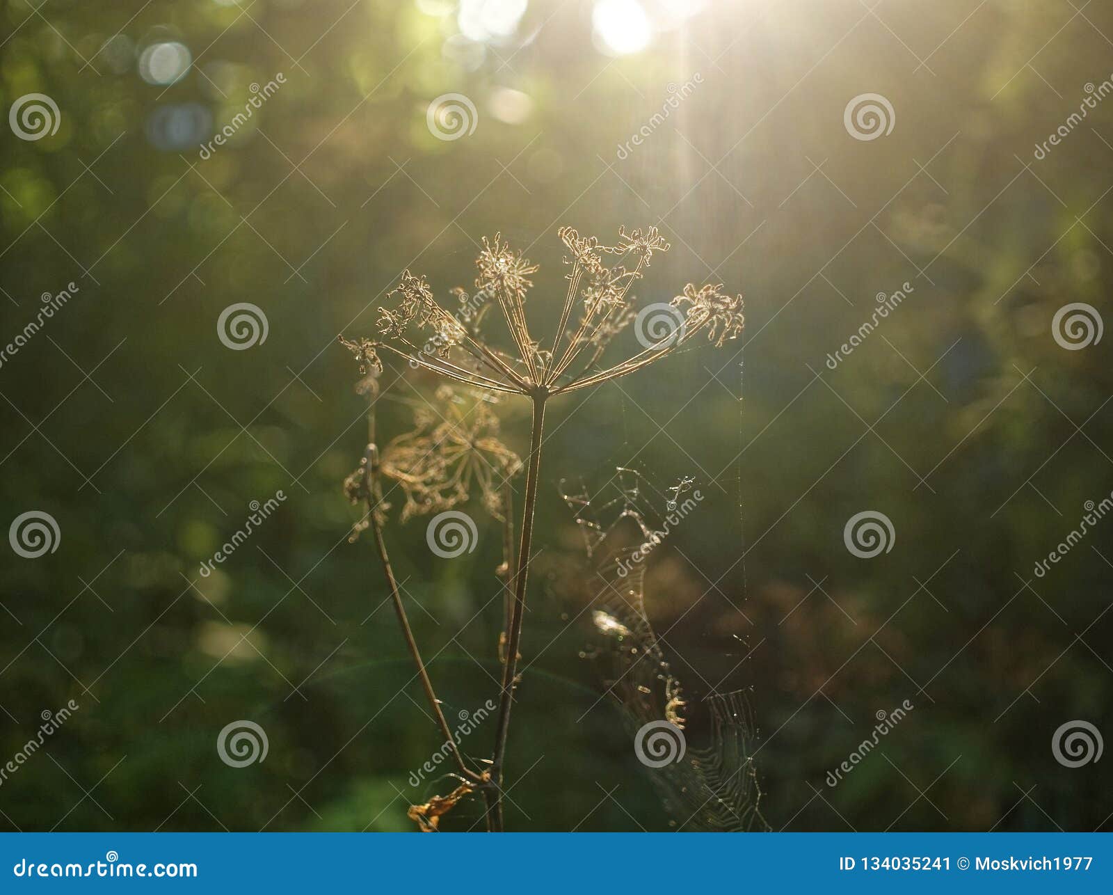 Panicle with Wild Grass Seeds in the Sun Stock Image - Image of leaf ...