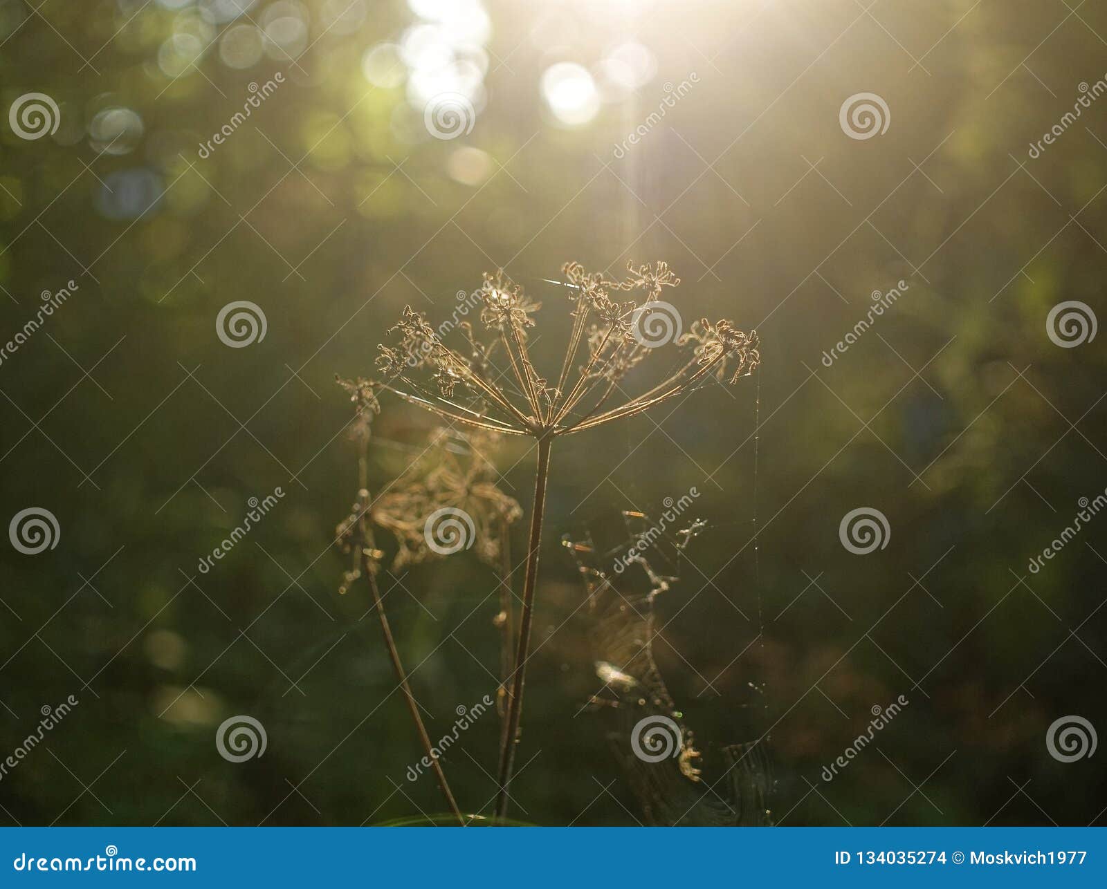 Panicle with Wild Grass Seeds in the Sun Stock Photo - Image of botany ...