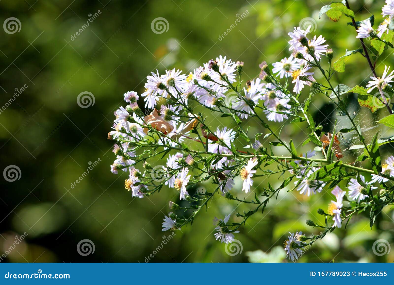 Panicled Aster or Symphyotrichum Lanceolatum Plant Branch with Multiple ...