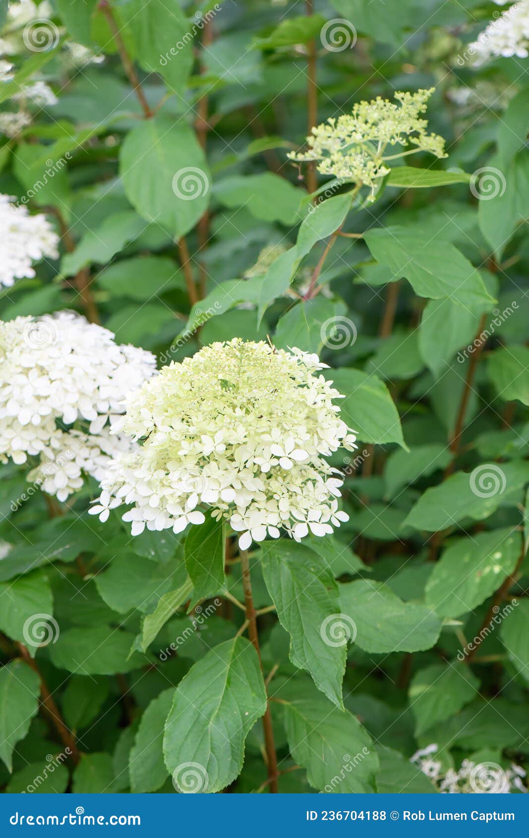 Panicled Hydrangea, Hydrangea paniculata ‘Phantom’, Flowering Shrub ...
