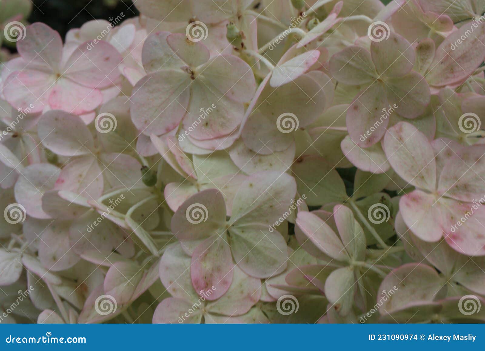 Panicled Hydrangea, Hydrangea Paniculata, Close-up, Italy, Tuscany ...