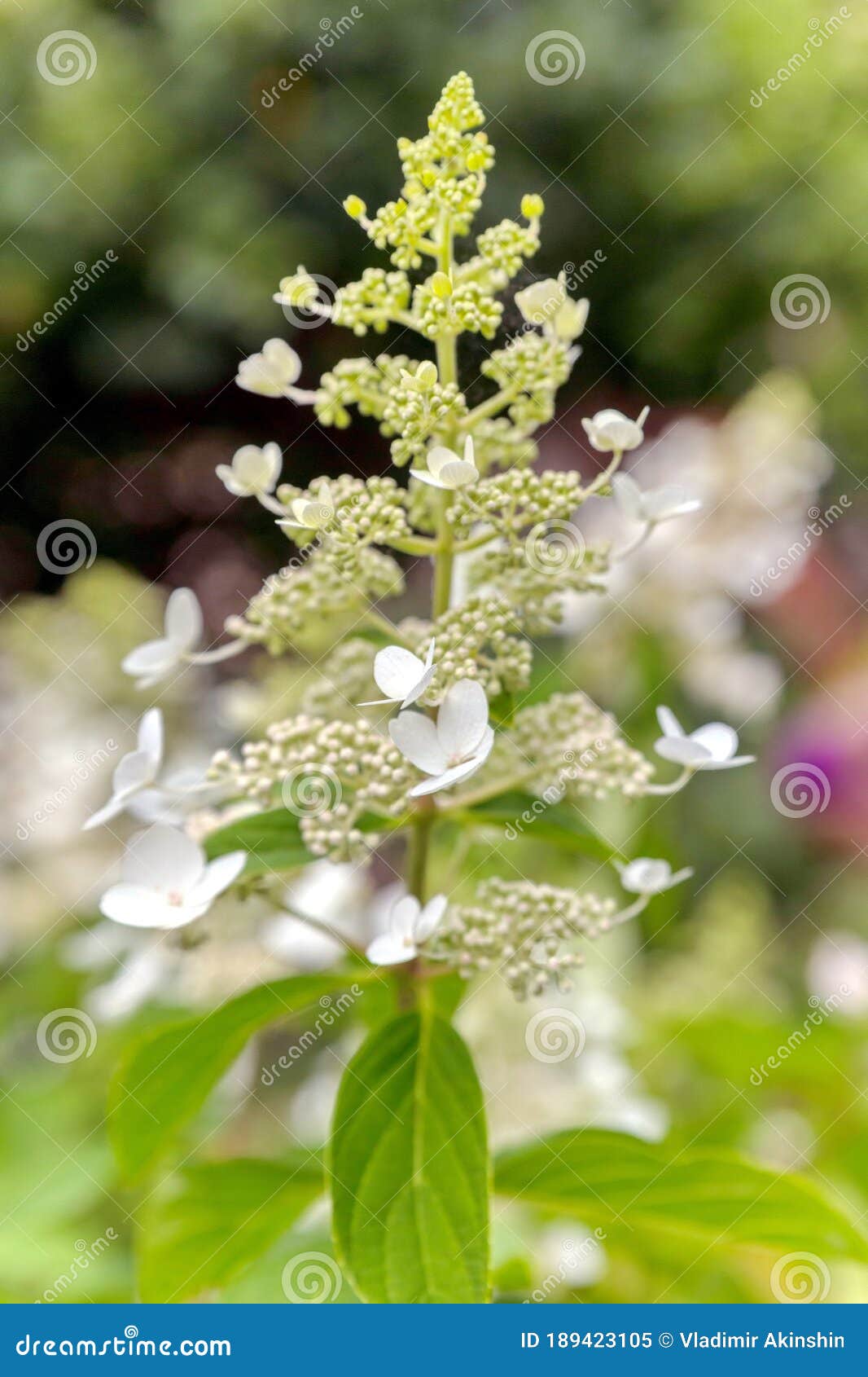 Panicled Hydrangea Hydrangea Paniculata - a Closeup View Stock Image ...