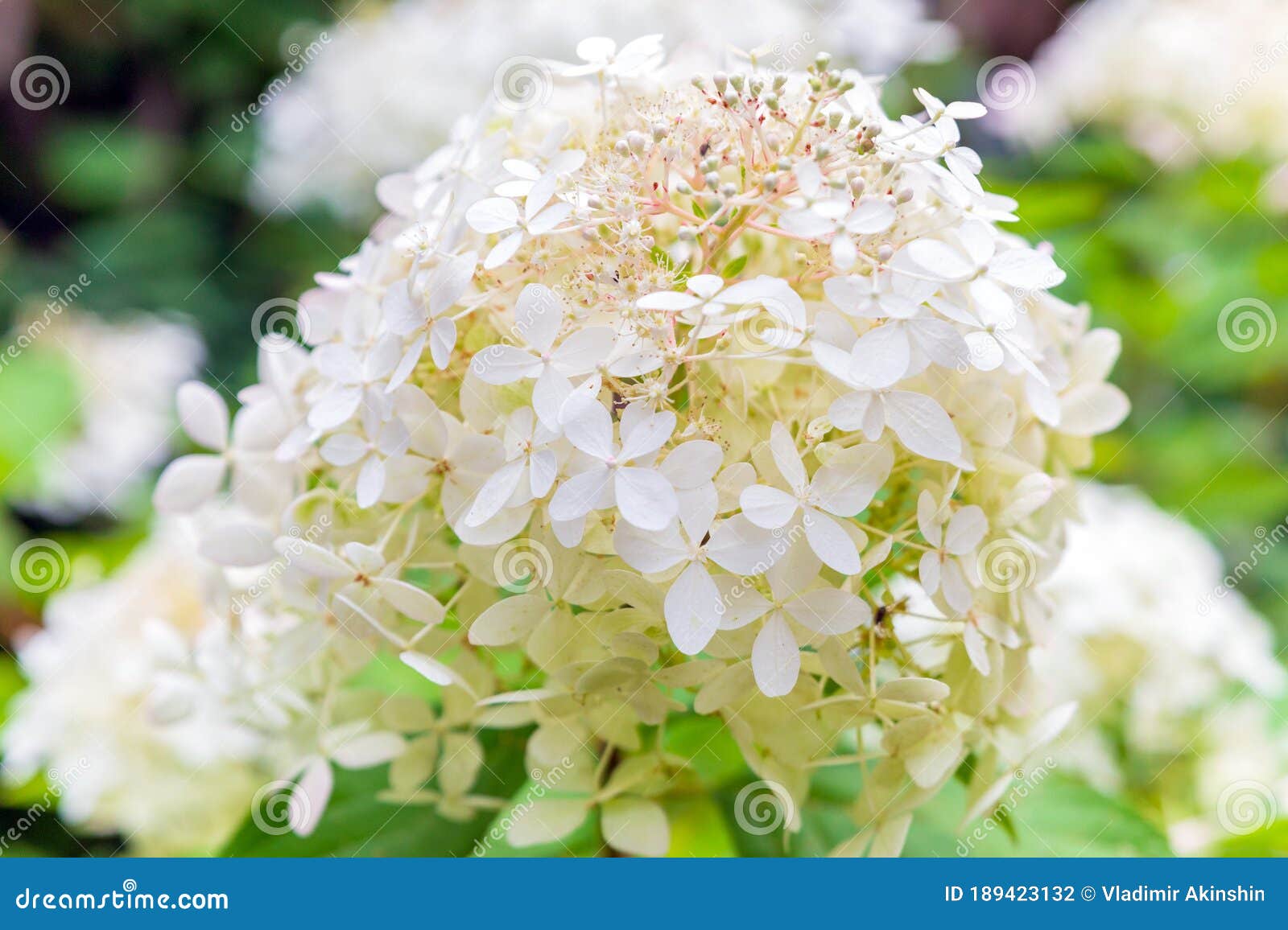 Panicled Hydrangea Hydrangea Paniculata - a Closeup View Stock Photo ...