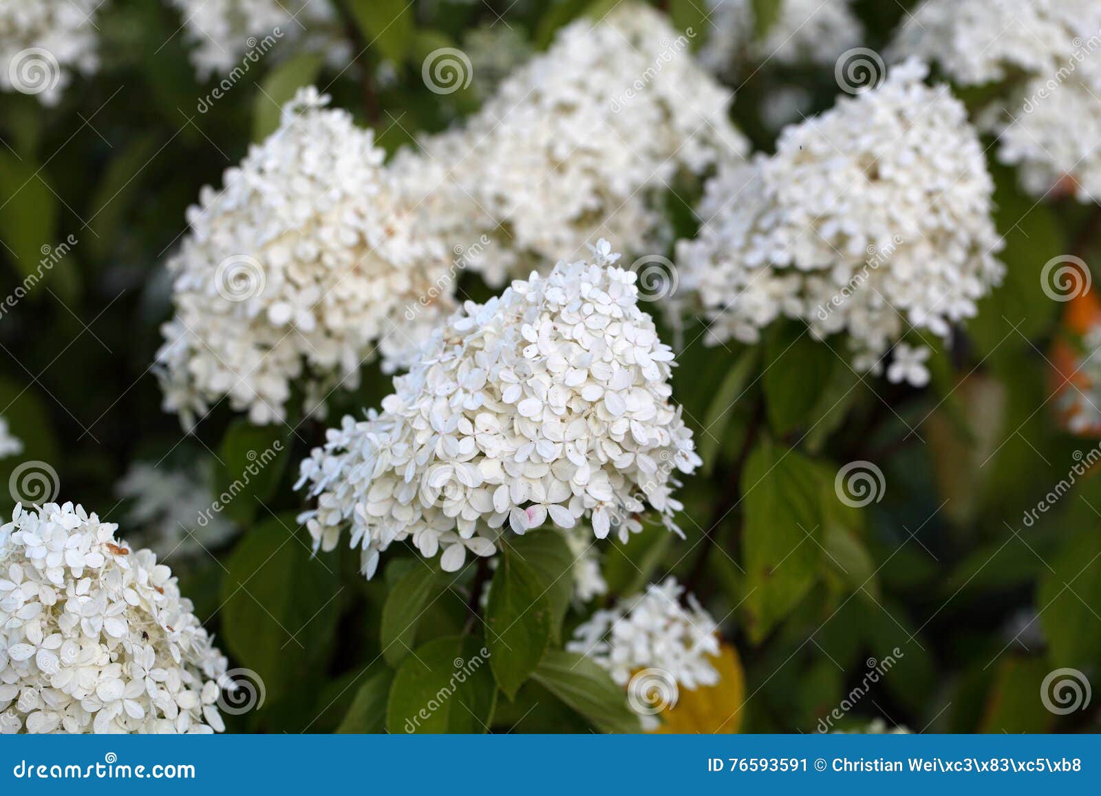 Panicled Hydrangea (Hydrangea Paniculata) Stock Image - Image of white ...