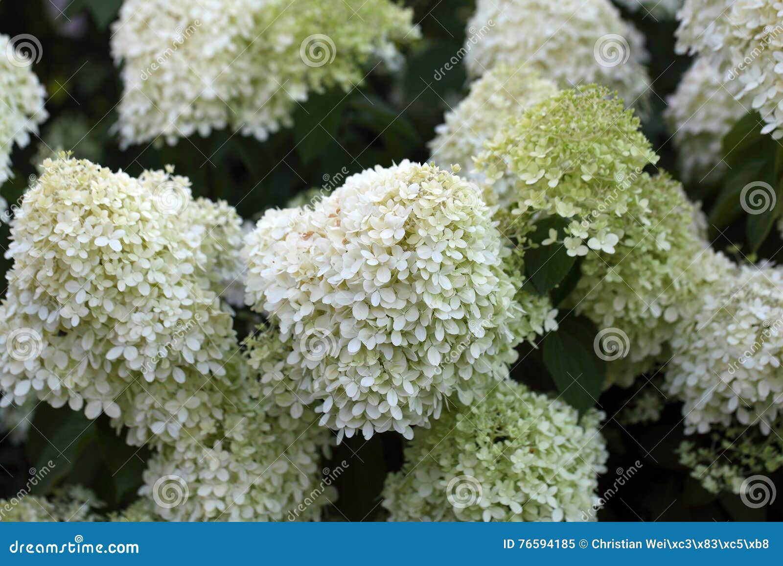 Panicled Hydrangea (Hydrangea Paniculata) Stock Image - Image of ...