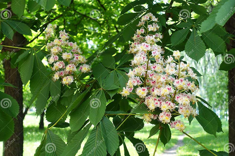 3 Panicles of Horse Chestnut Tree in May Stock Image - Image of ...