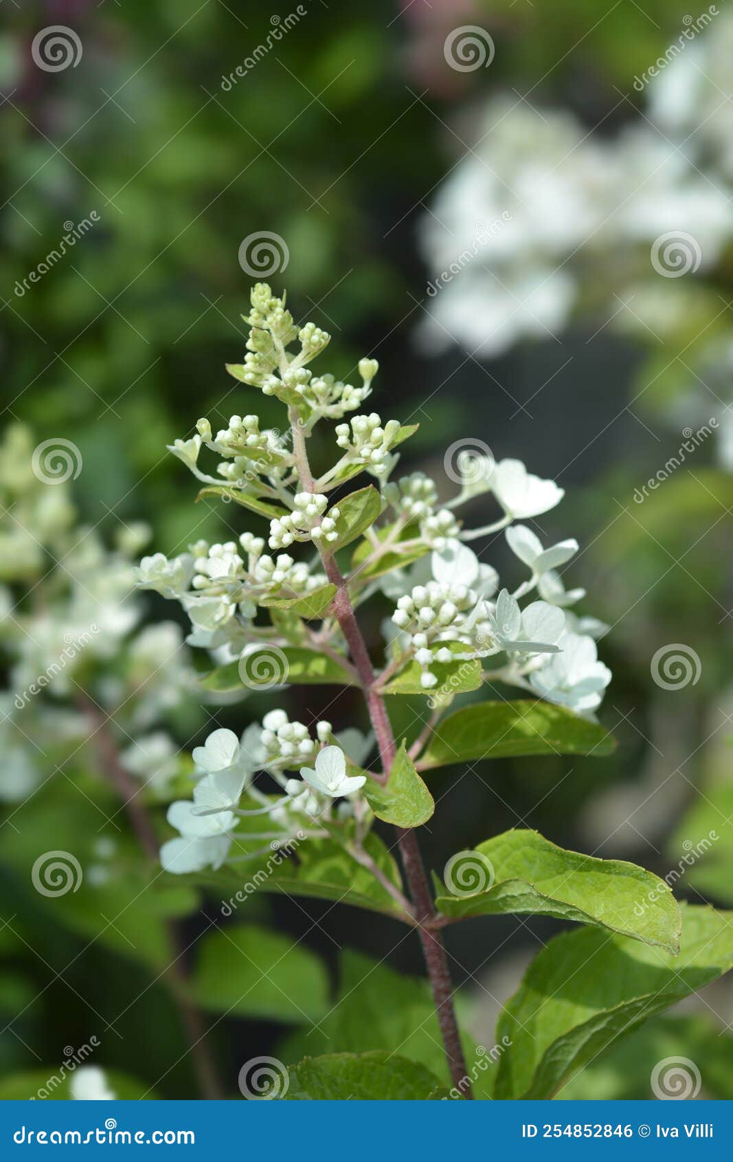 Paniculate Hydrangea Angels Blush Stock Photo - Image of plant, summer ...