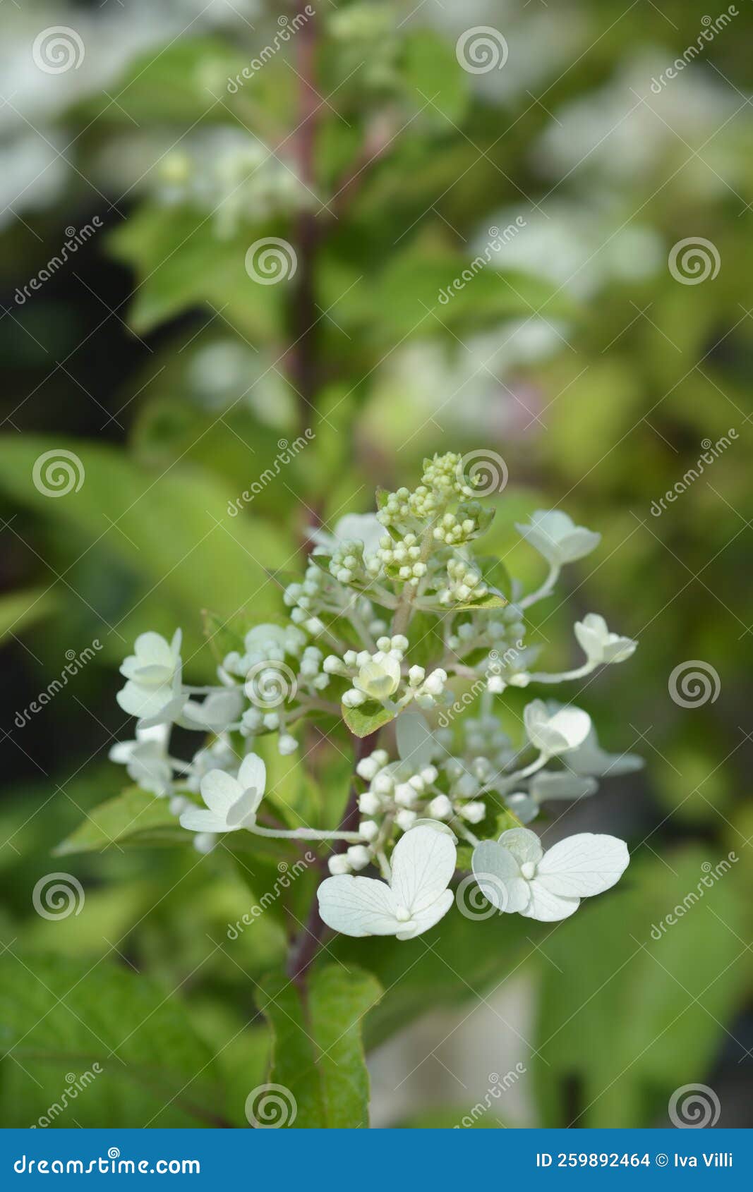 Paniculate Hydrangea Angels Blush Stock Photo - Image of peegee, leaf ...