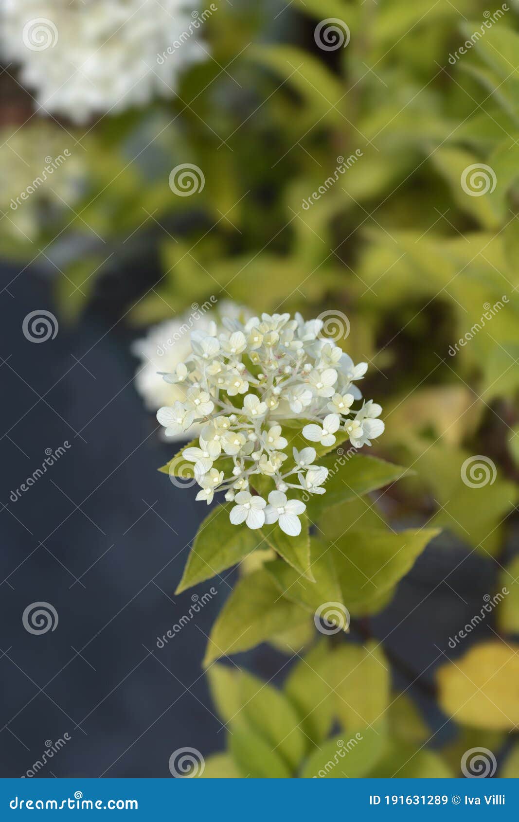 Paniculate hydrangea stock image. Image of hydrangea - 191631289