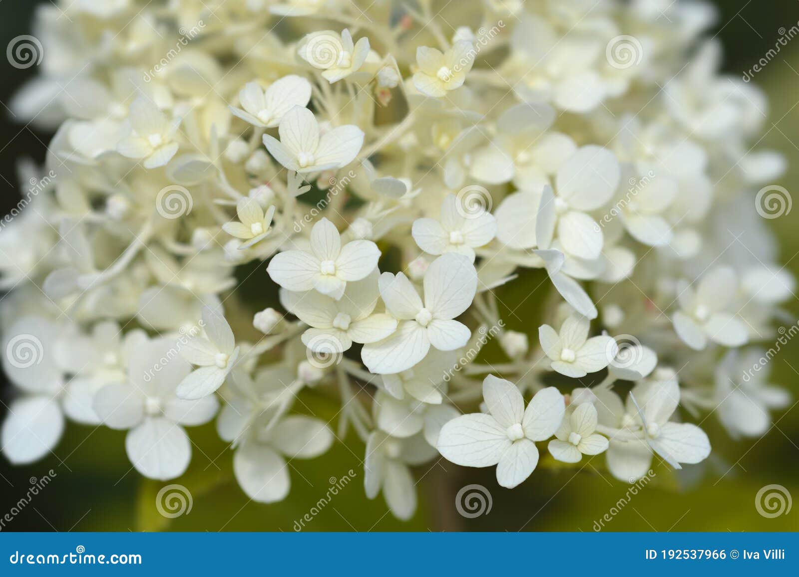 Paniculate hydrangea stock photo. Image of peegee, nature - 192537966