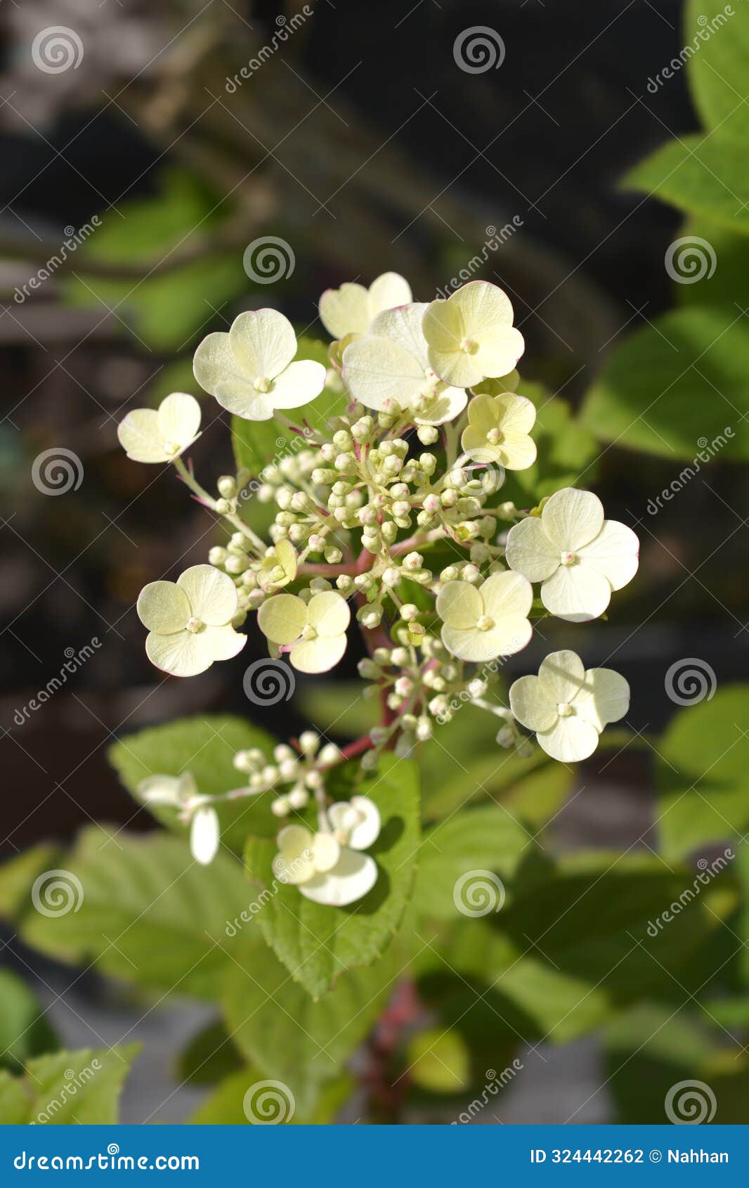 Paniculate Hydrangea Like Quick Fire Stock Photo - Image of creamy ...