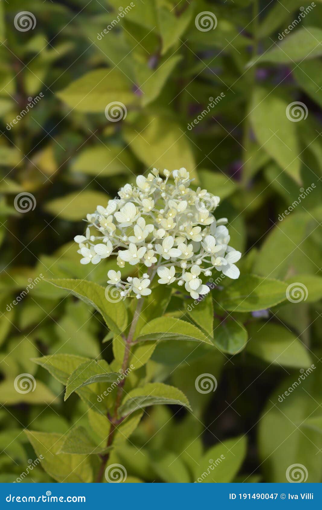 Paniculate hydrangea stock image. Image of nature, green - 191490047