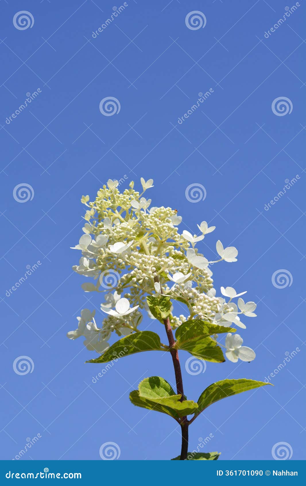 Paniculate Hydrangea (Hydrangea Paniculata) 'Vanille Fraise' Flowering ...