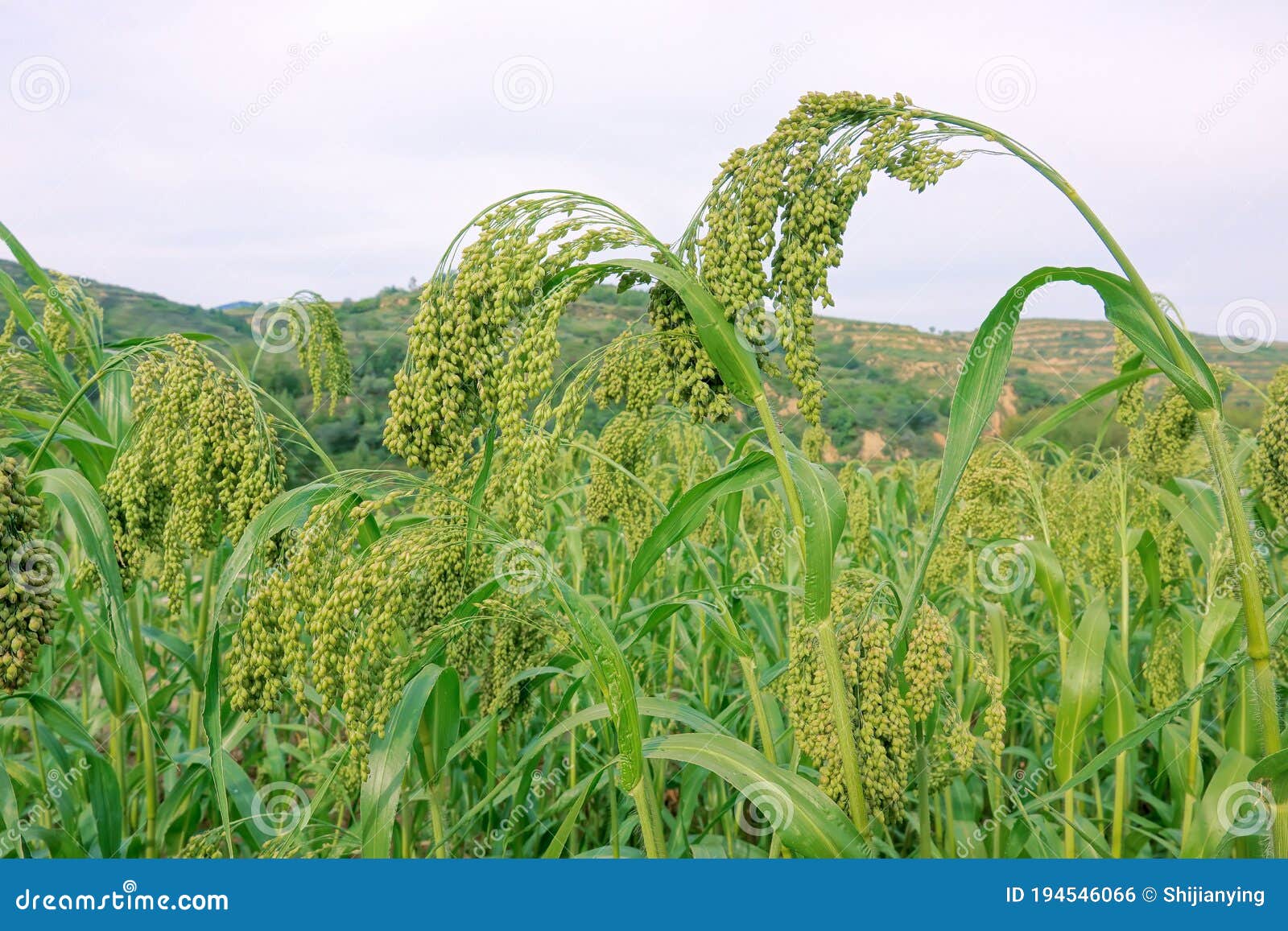 Panicum miliaceum stock photo. Image of farm, food, eating - 194546066