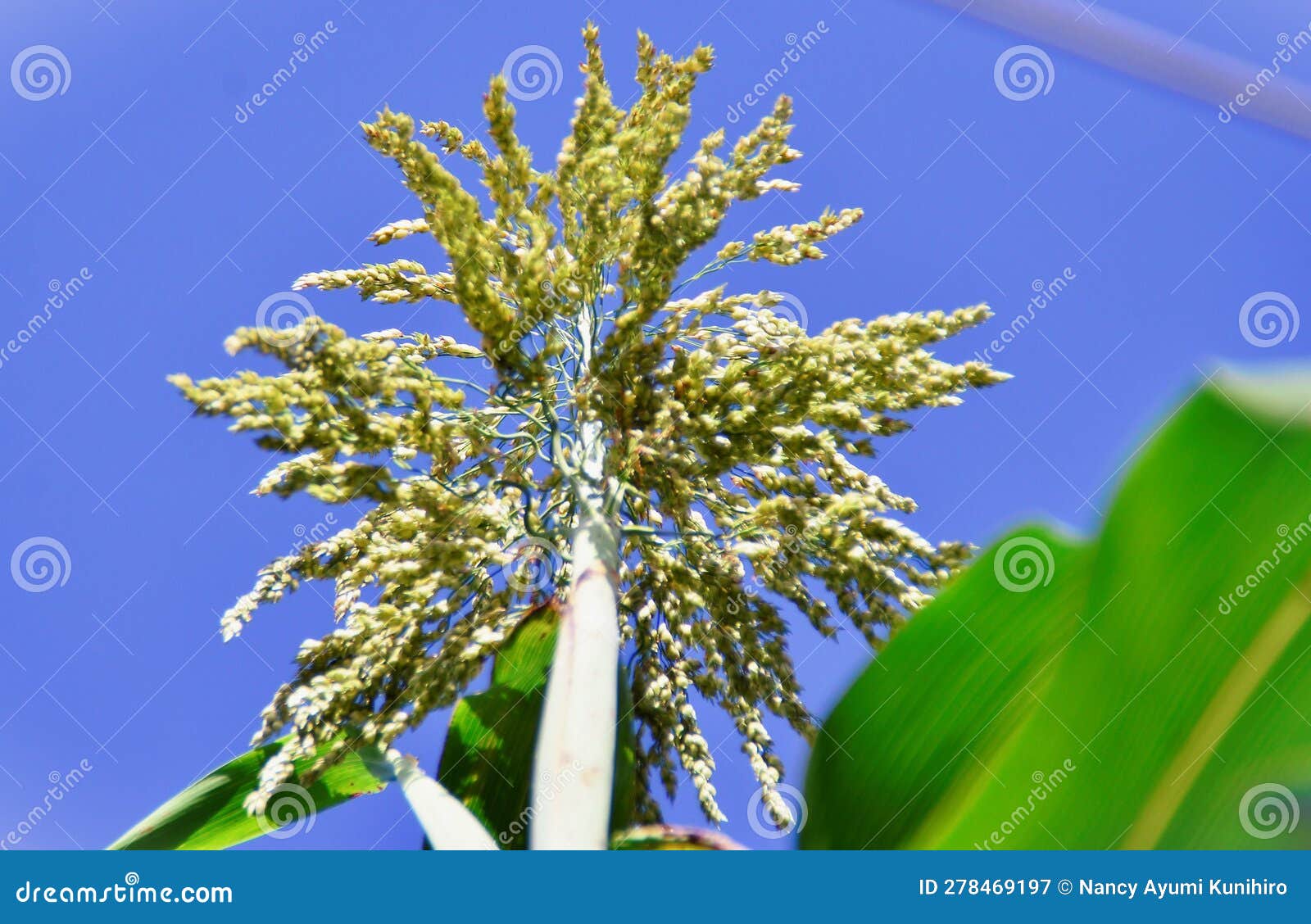 Panicum Miliaceum Growing in the Field Stock Image - Image of subject ...
