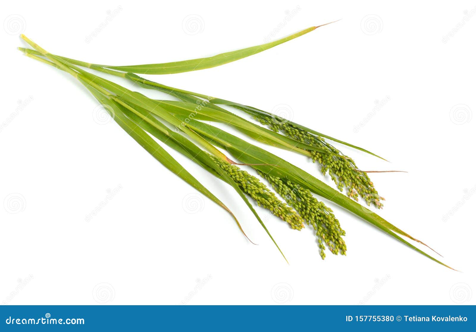 Panicum Panicgrass Is A Large Genus Of About 450 Species Of Grasses ...