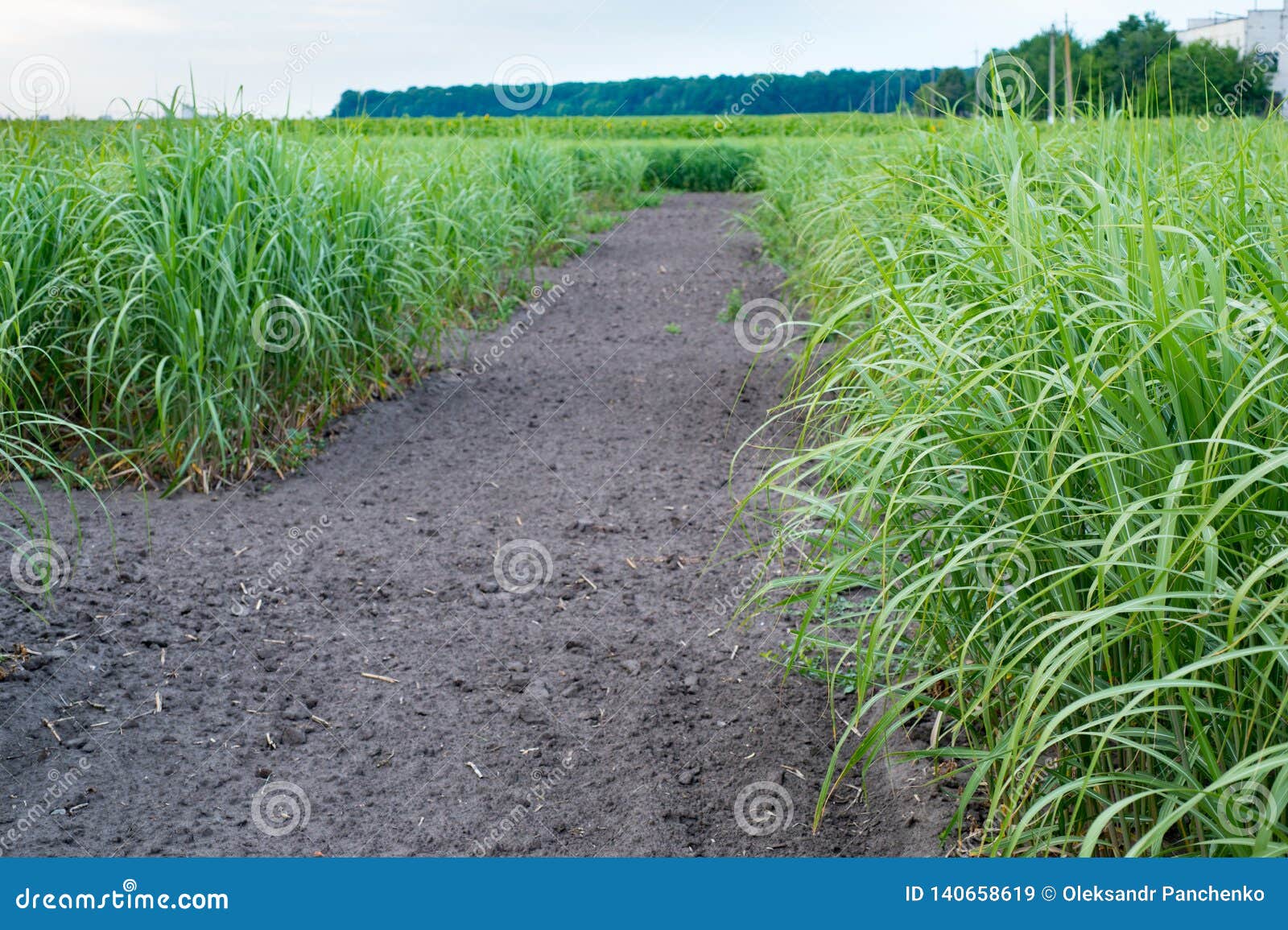 Panicum Virgatum, Commonly Known As Switchgrass for Biofuel Prod Stock ...