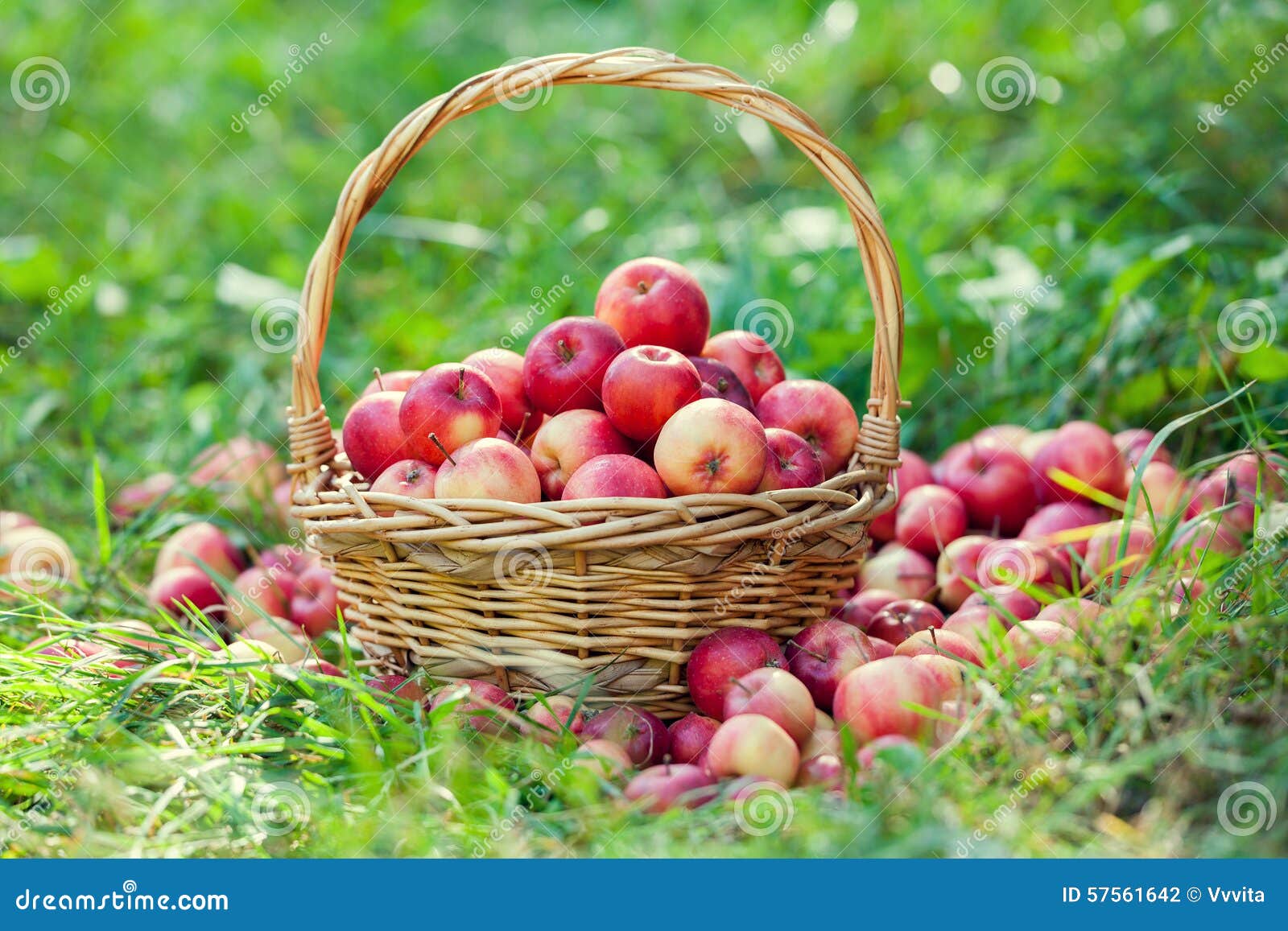 Panier Avec Les Pommes Rouges Photo stock - Image du objets, régime ...