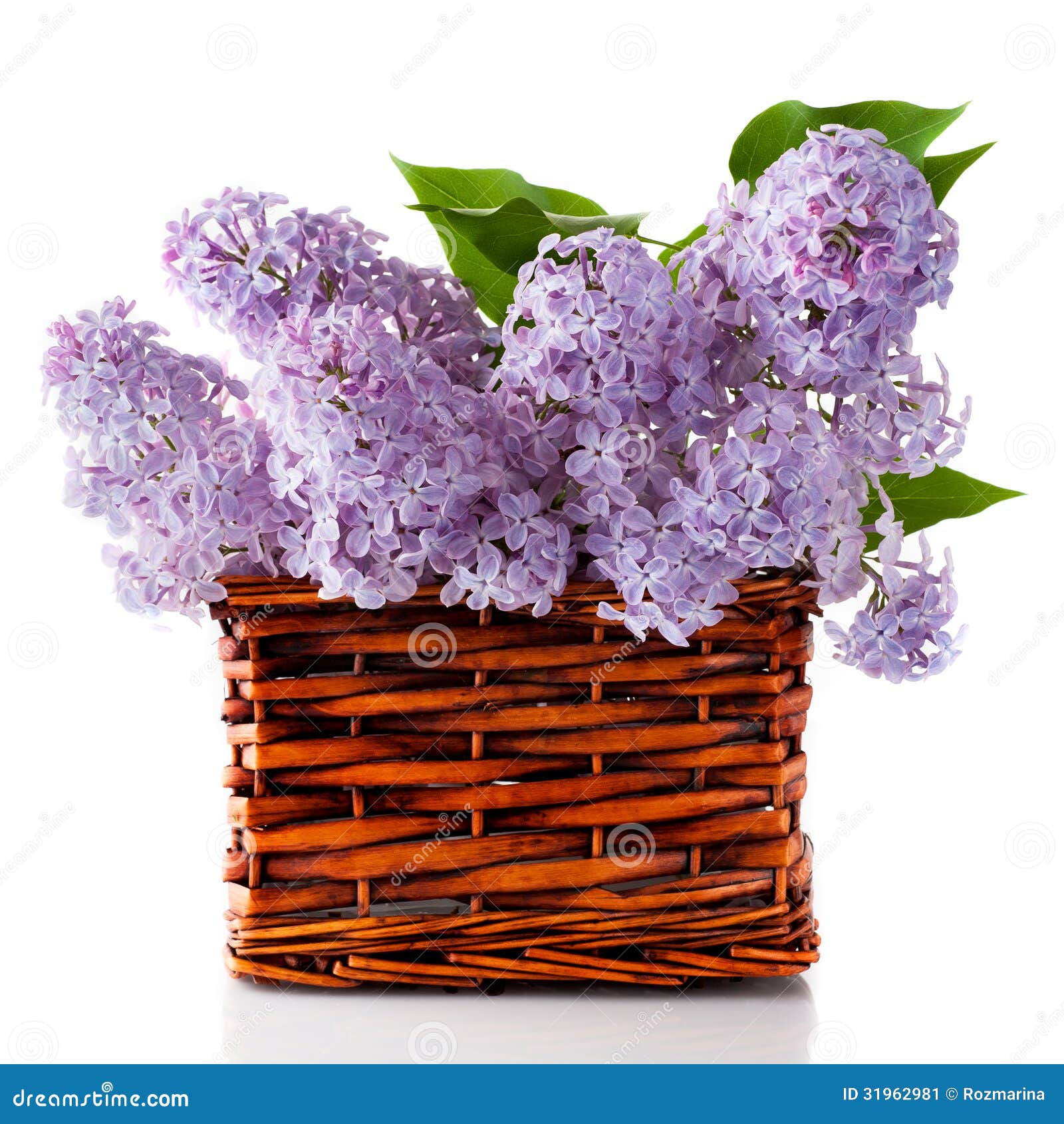 Panier des fleurs lilas image stock. Image du saisonnier - 31962981