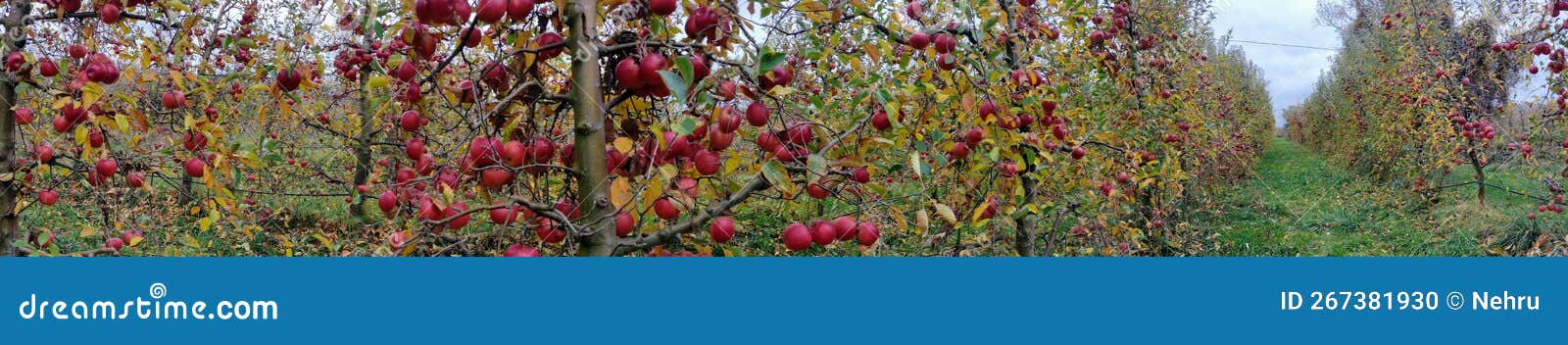 Panorama of an Apple Orchard with Ripe Apples on the Trees Stock Photo ...