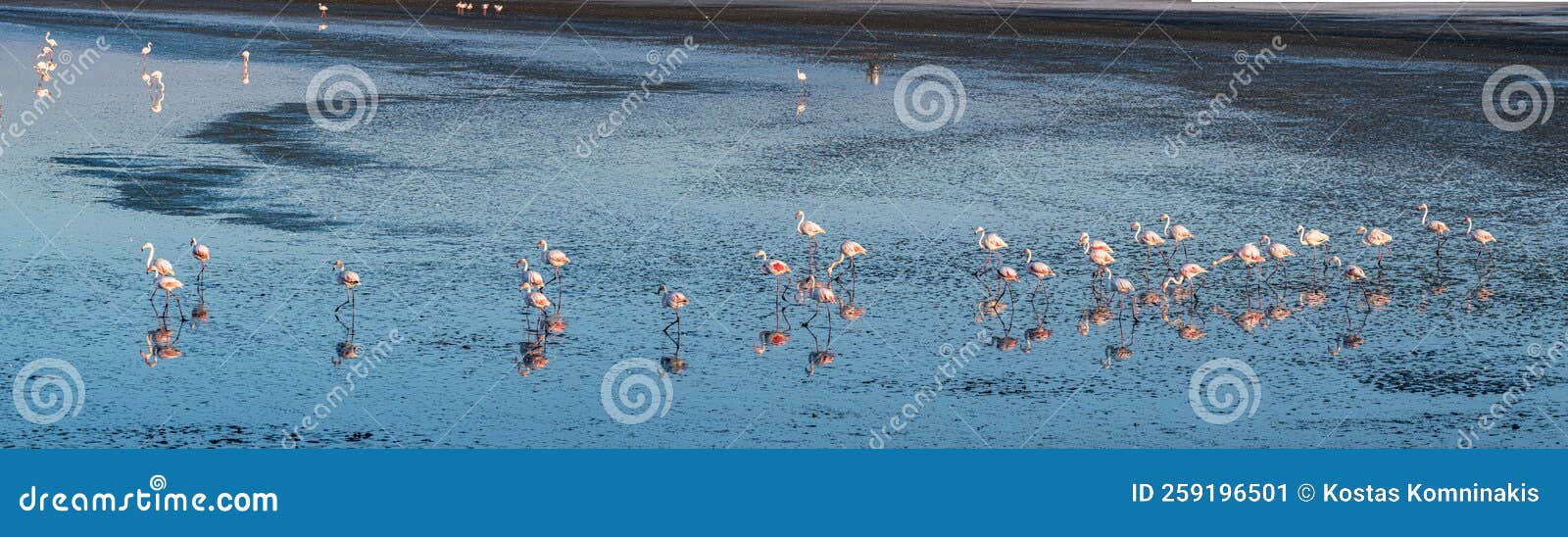 PANORAMA ARMY of FLAMINGOS stock image. Image of vehicle - 259196501