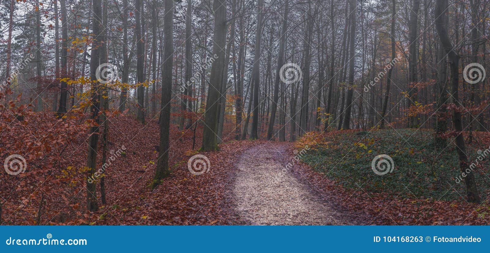 Panorama Autumn Forest Path with Mist Stock Image - Image of pathway ...
