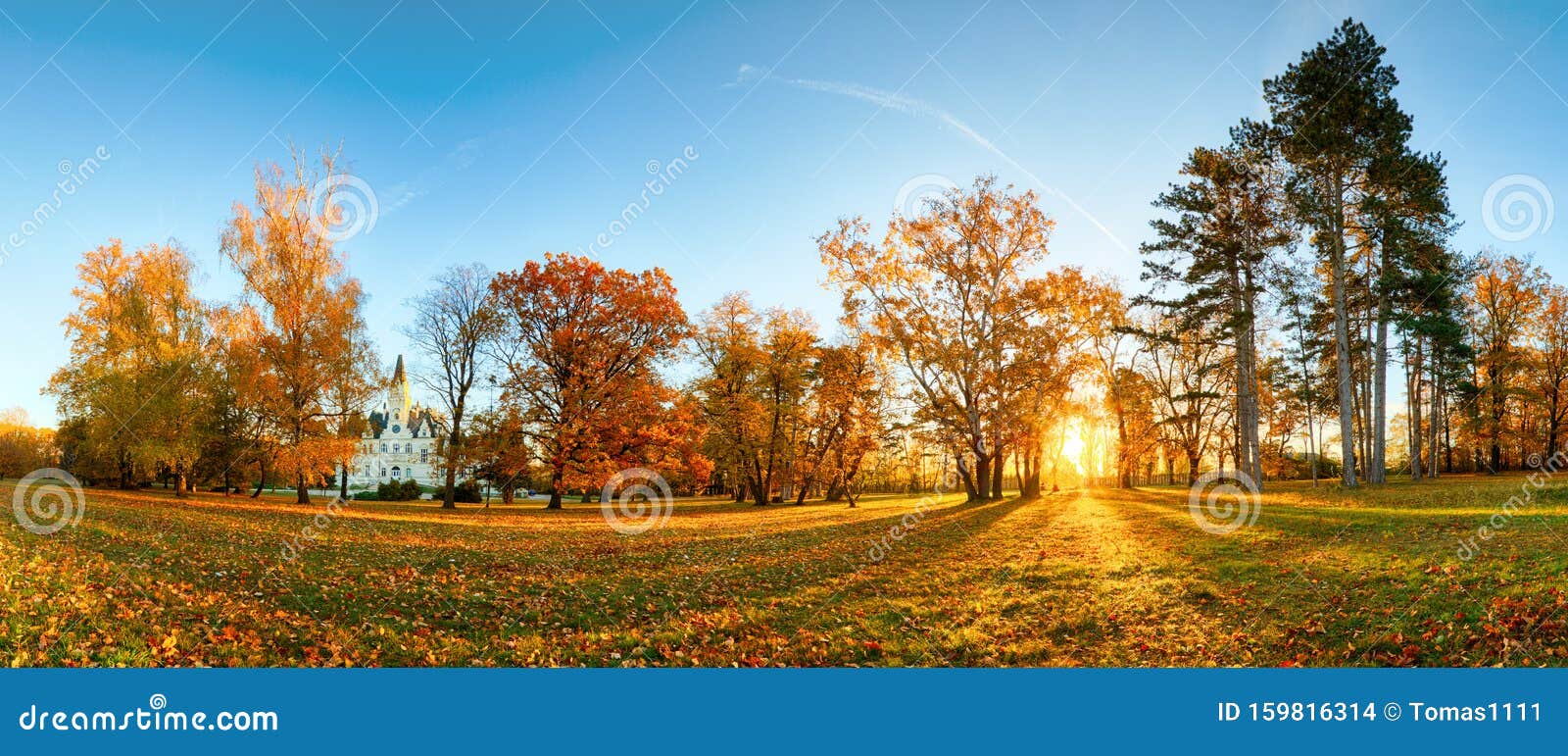 Panorama of Autumn Tree in Forest Park at Sunset Stock Photo - Image of ...