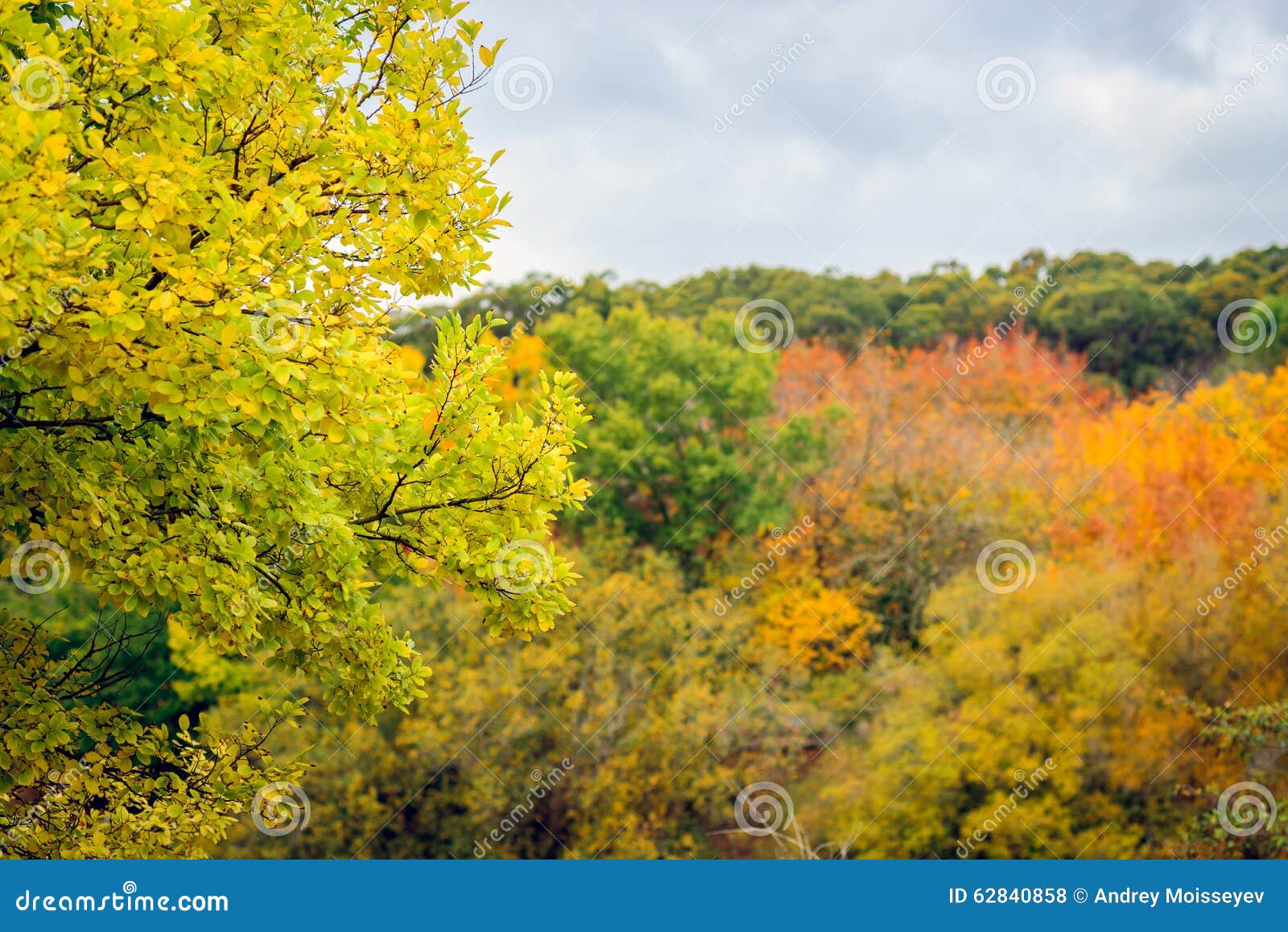 Panorama of Autumn Trees in Australia Stock Photo - Image of colour ...