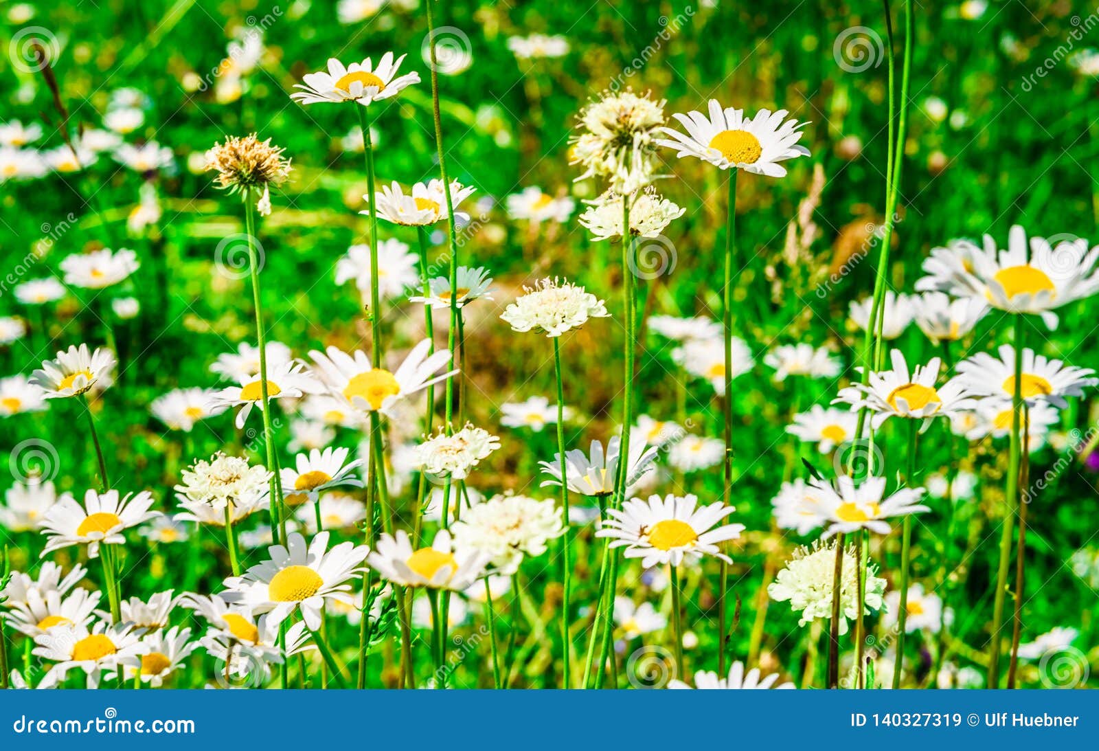 Panorama Background with Daisies and Fresh Green Grass Stock Image ...