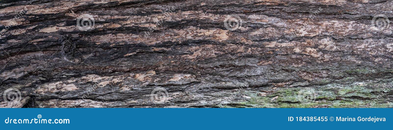 The Bark Of Deciduous Tree Royalty-Free Stock Photography ...