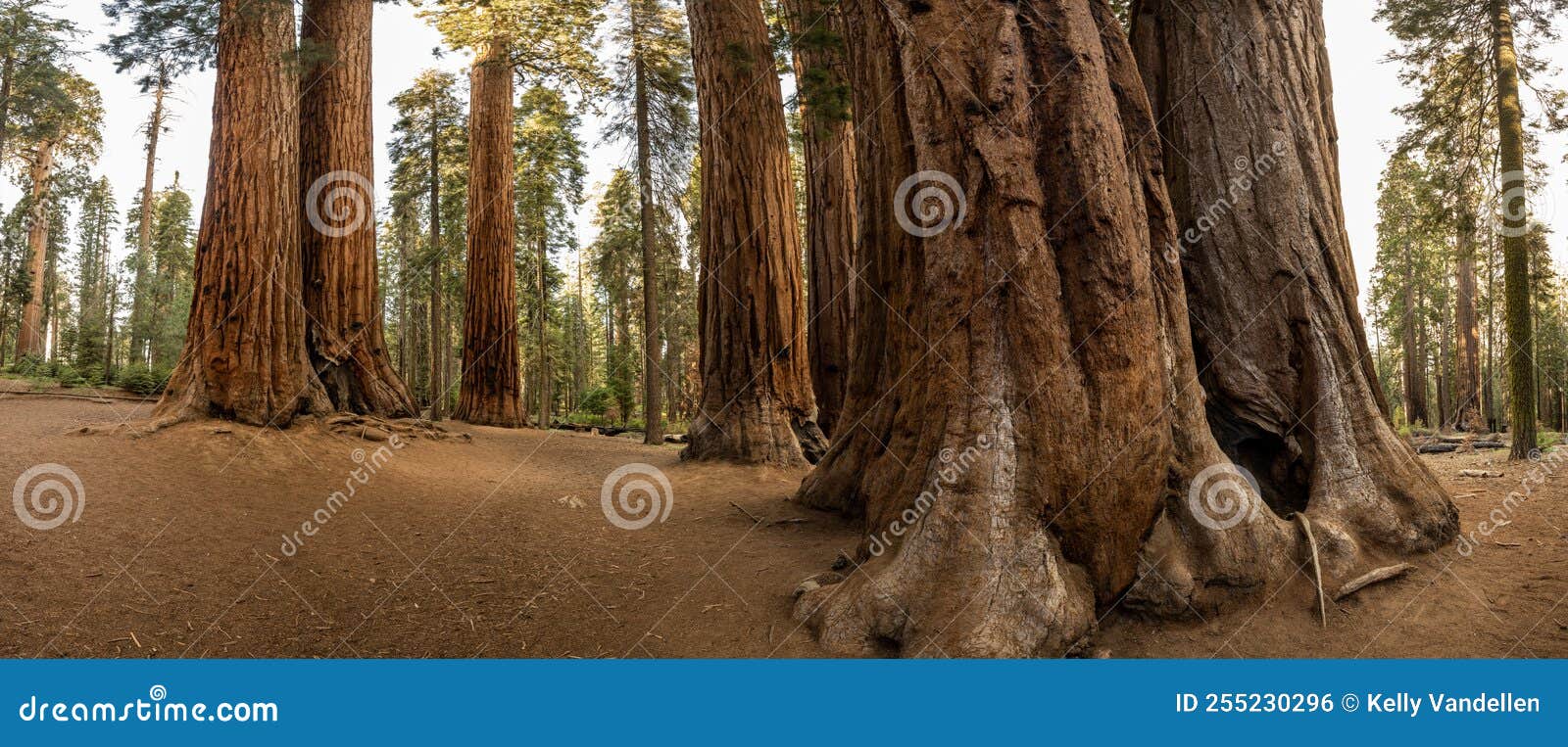 Panorama of the Base of Sequoias in Grove Stock Photo - Image of base ...