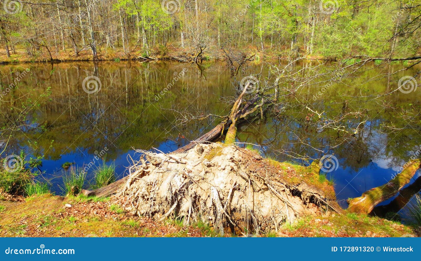 Panorama of a Beautiful Lake with Fallen Trees and Reflection of ...