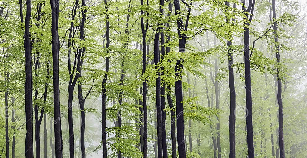 Panorama beech forest stock image. Image of lush, environment - 93165901