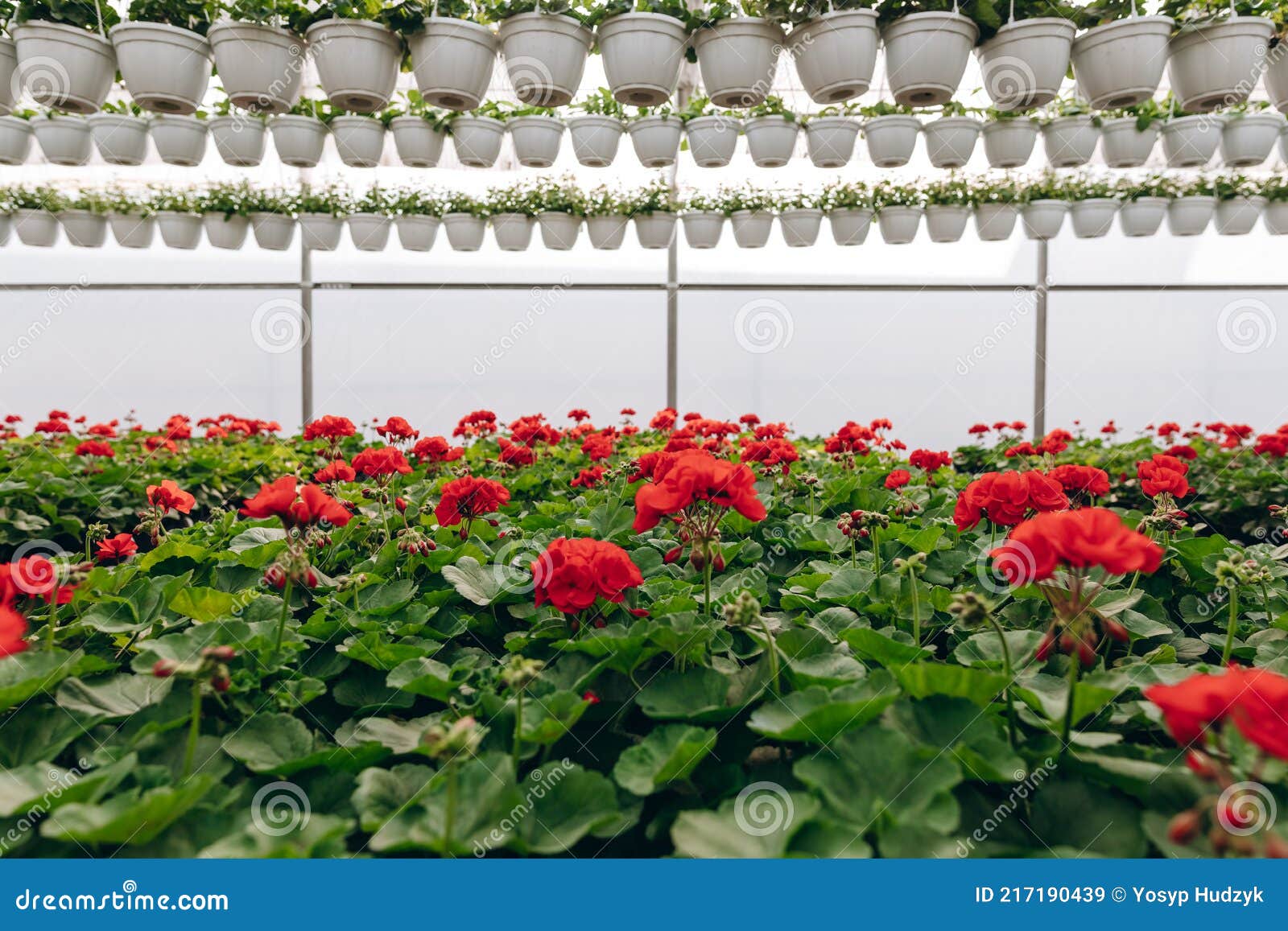 Panorama Begonia Greenery the Netherlands Stock Image - Image of ...