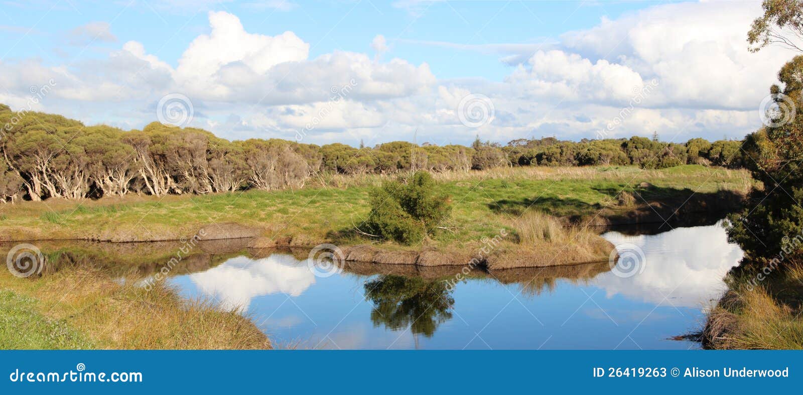 Panorama of Big Swamp Bunbury Stock Image - Image of bunburys, swans ...