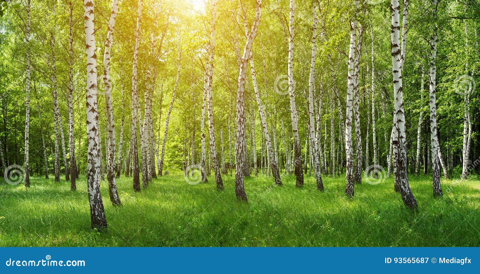 Panorama of Birch Forest with Sun Stock Image - Image of stem, park ...
