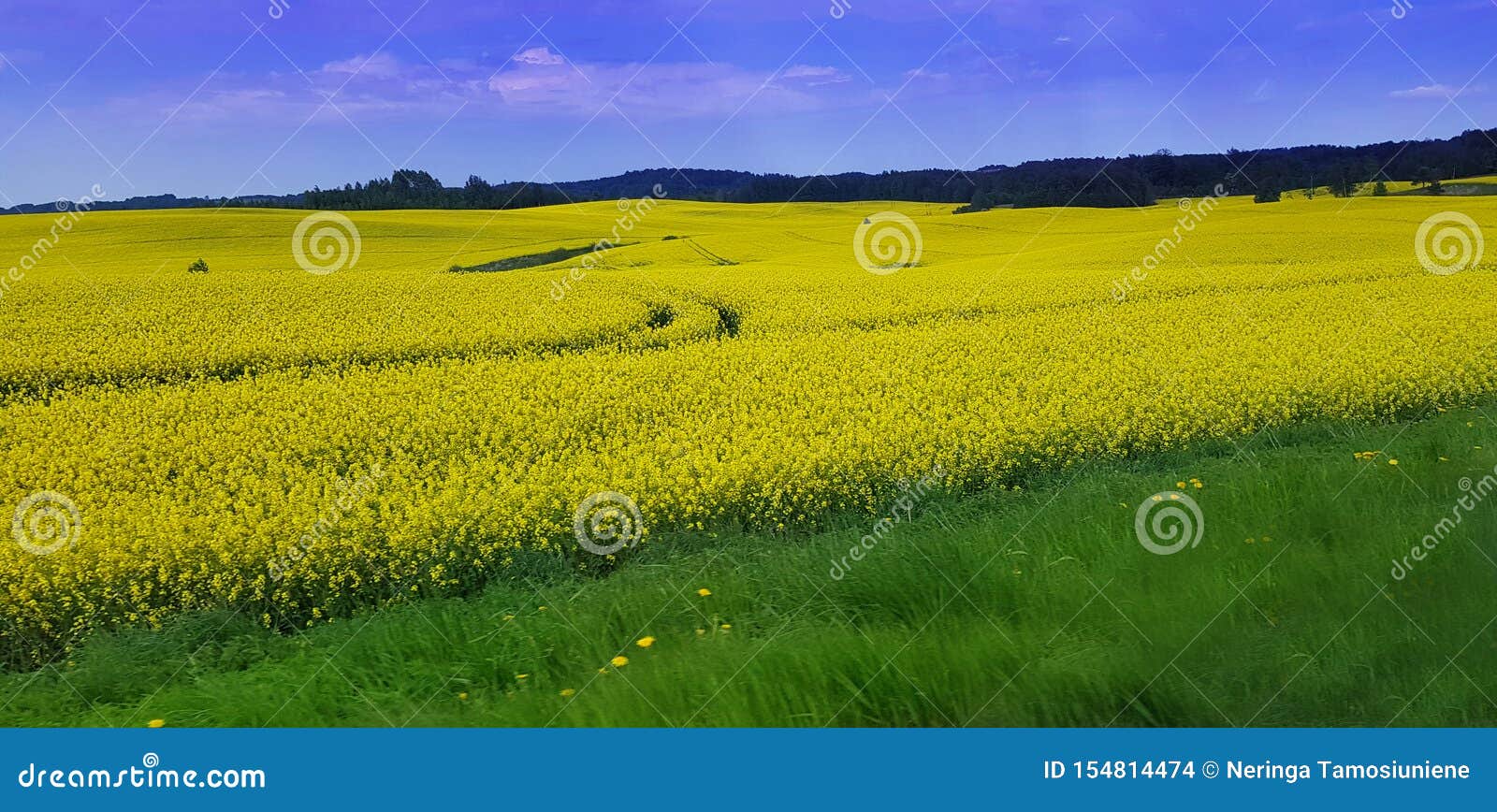 Panorama of Blooming Field. Yellow Spring Country Landscape Stock Photo ...