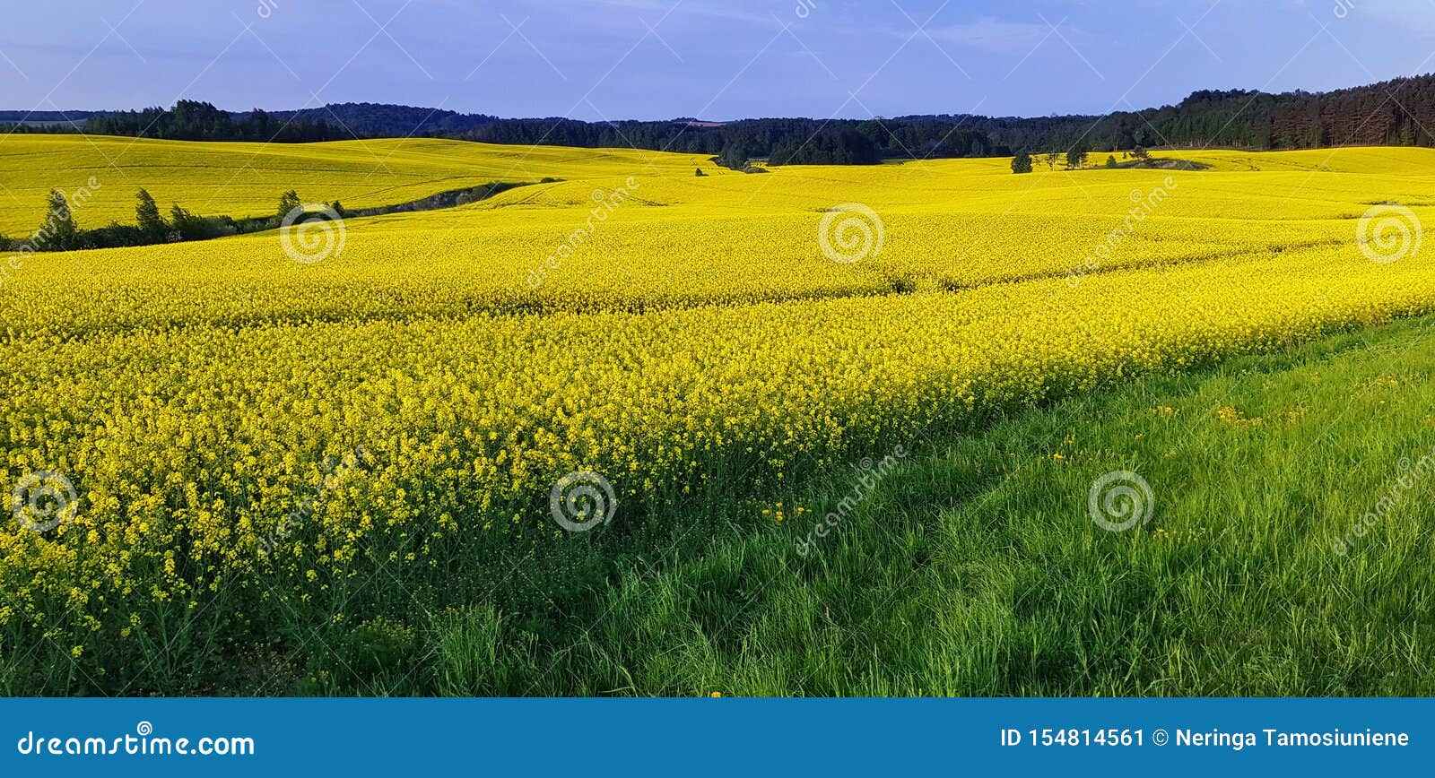 Panorama of Blooming Field. Yellow Spring Country Landscape Stock Image ...