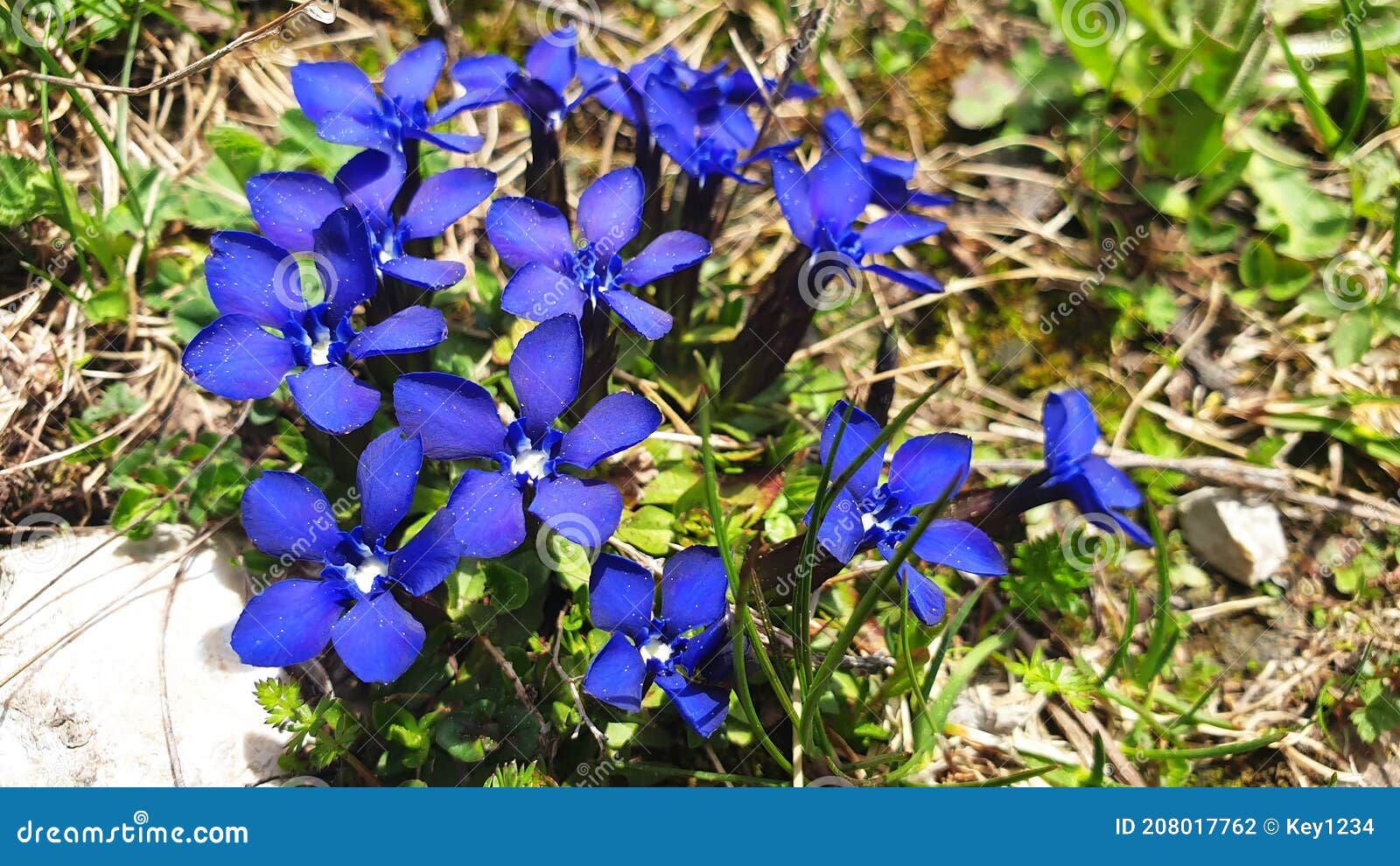 Panorama of Blue Gentiana Flowers Stock Photo - Image of forest, alpen ...