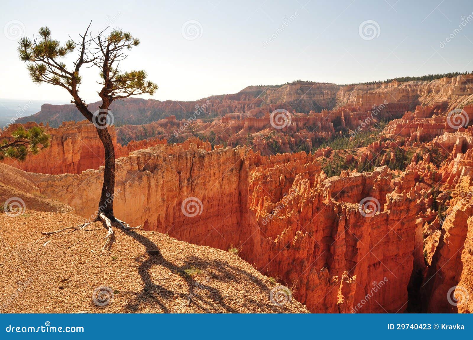 Bryce Canyon tree stock image. Image of geology, outdoor - 29740423