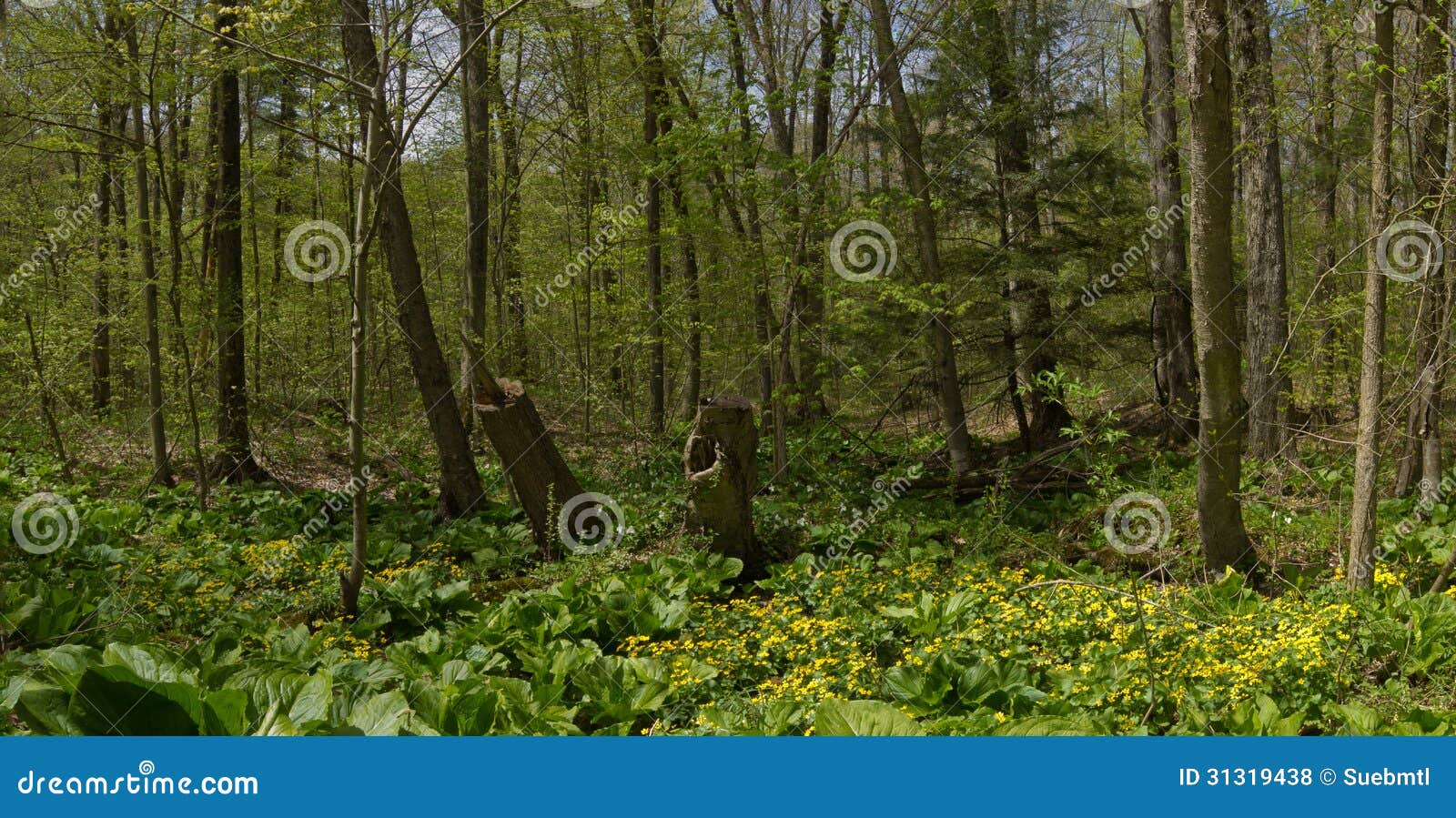 Panorama Canadá Del Bosque De La Primavera Foto de archivo - Imagen de ...