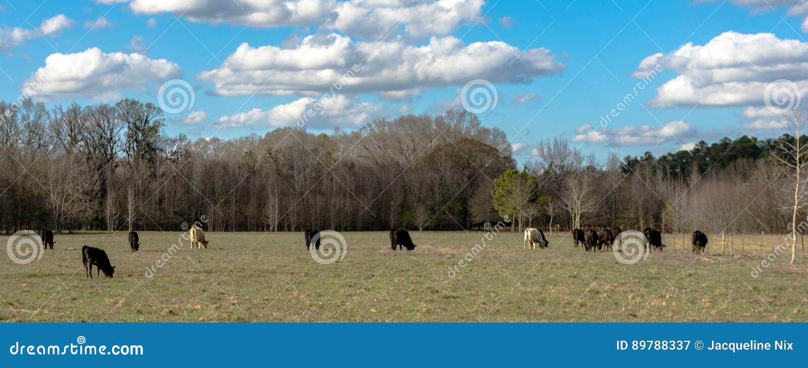 Panorama of Cattle on Early Spring Pasture Stock Image - Image of ...
