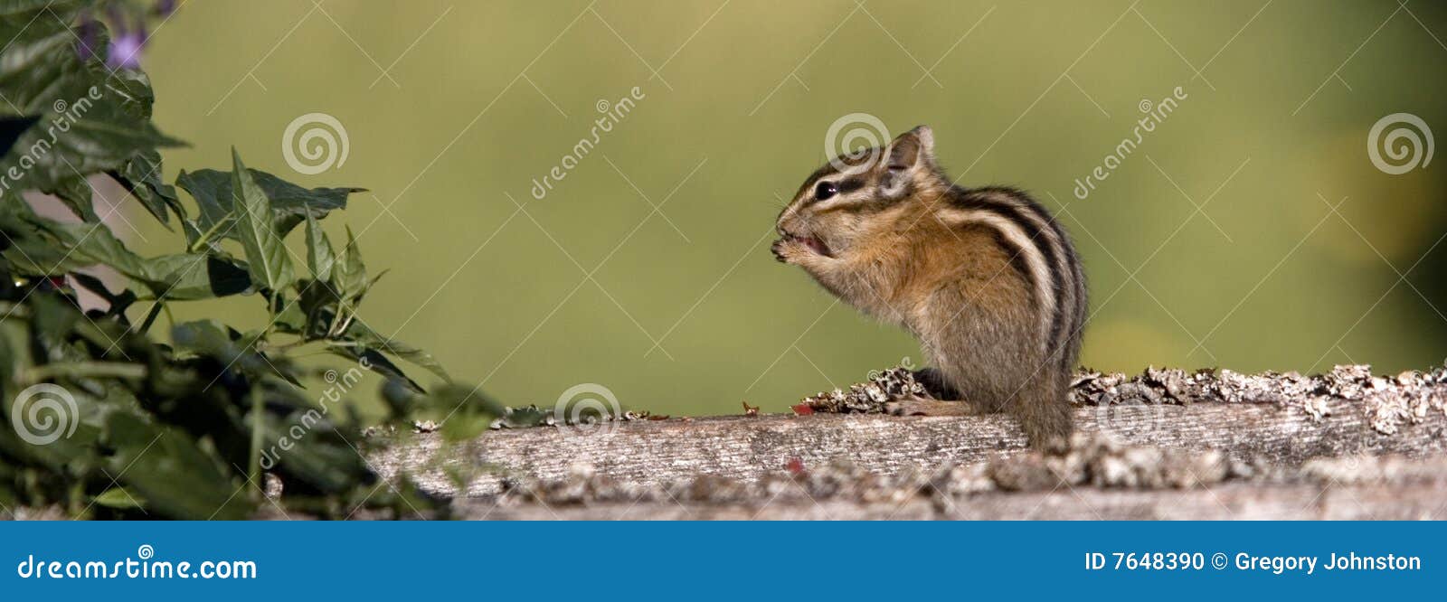 Panorama of a Chipmunk on a Log. Stock Photo - Image of feed, panorama ...