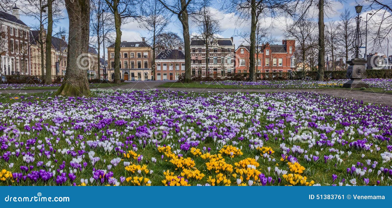 Panorama of Colorful Crocuses at the Ossenmarkt in Groningen Stock ...