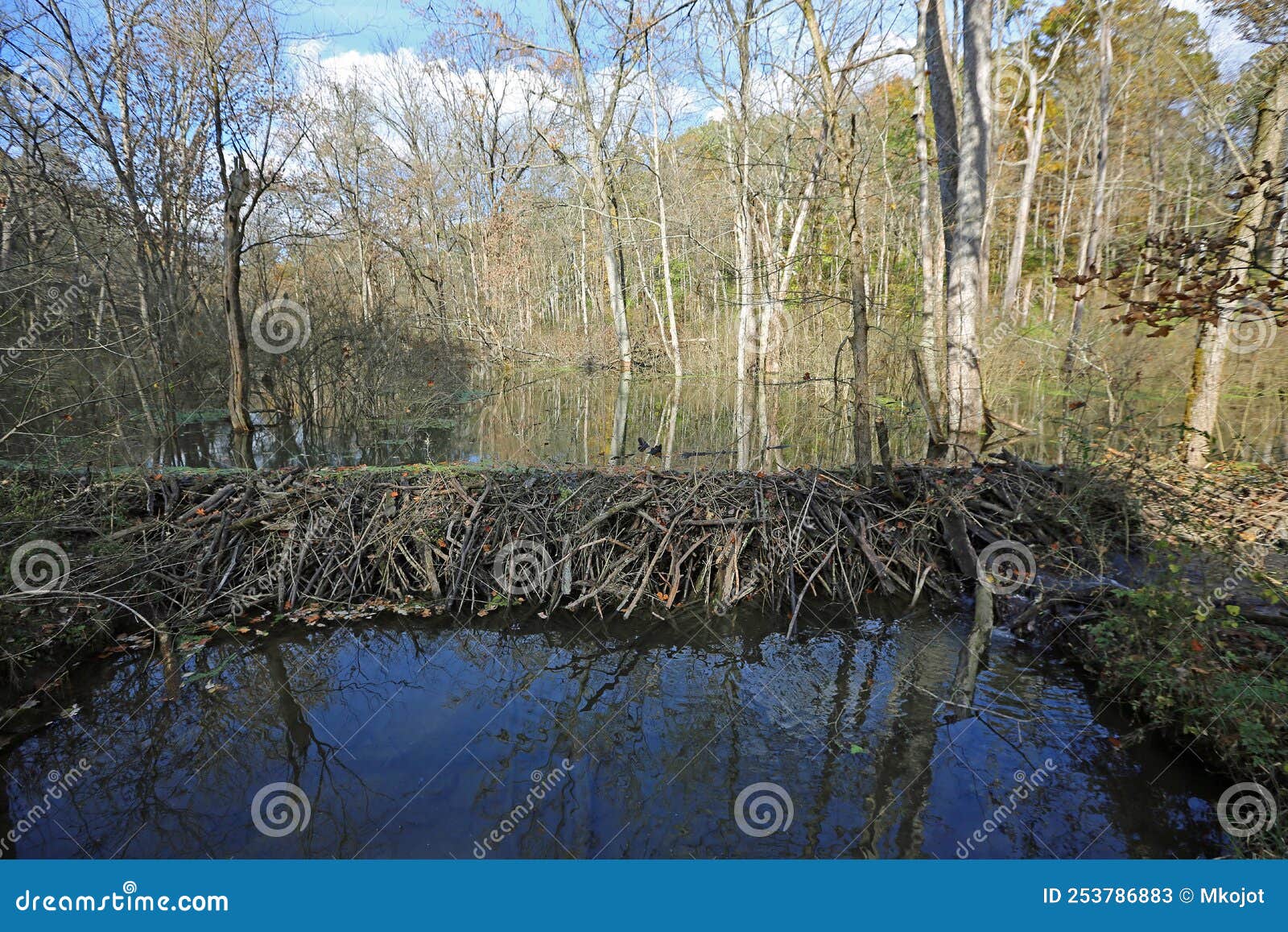Panorama Com Barragem De Castor Imagem de Stock - Imagem de castor ...