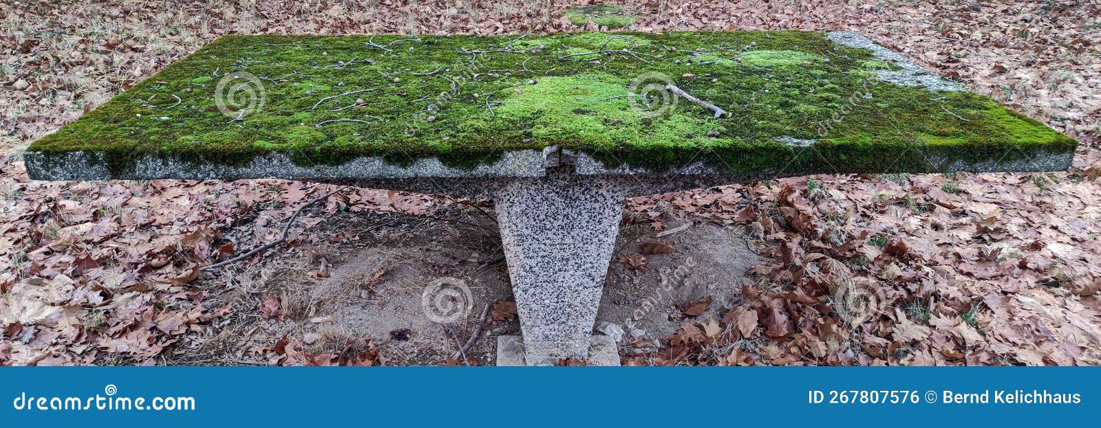 Panorama. Concrete Table Tennis Table Covered with Moss Stock Photo ...