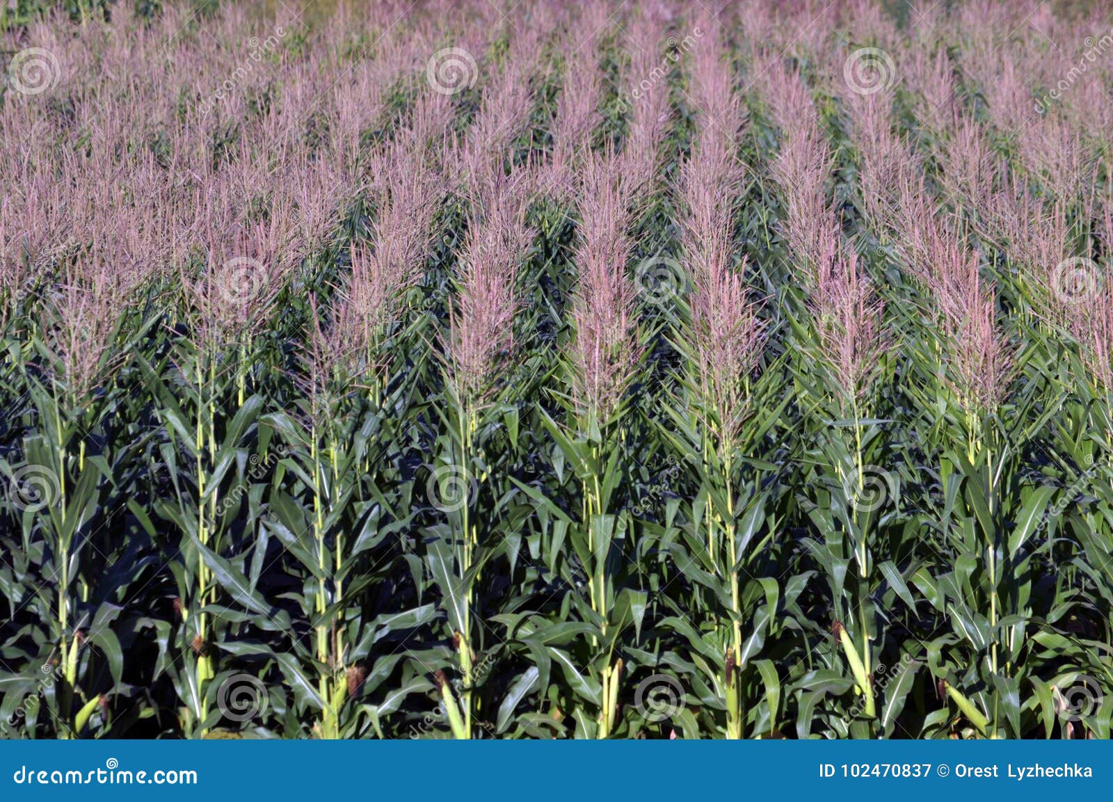 In the Field Ripens Grain Corn Stock Image - Image of corn, feeding ...