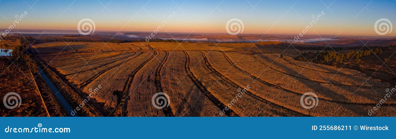Panorama of a Crop Field at Sunset Stock Image - Image of land, lines ...